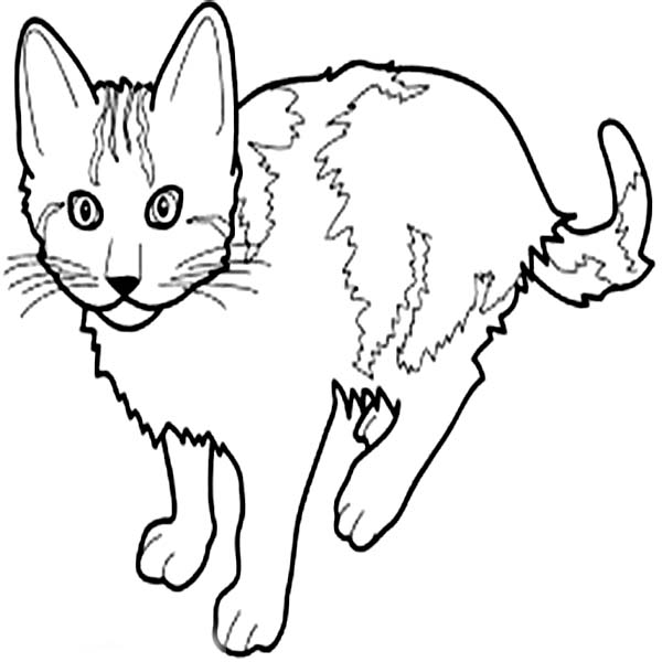 Strong Male Cat Coloring Page : Coloring Sun